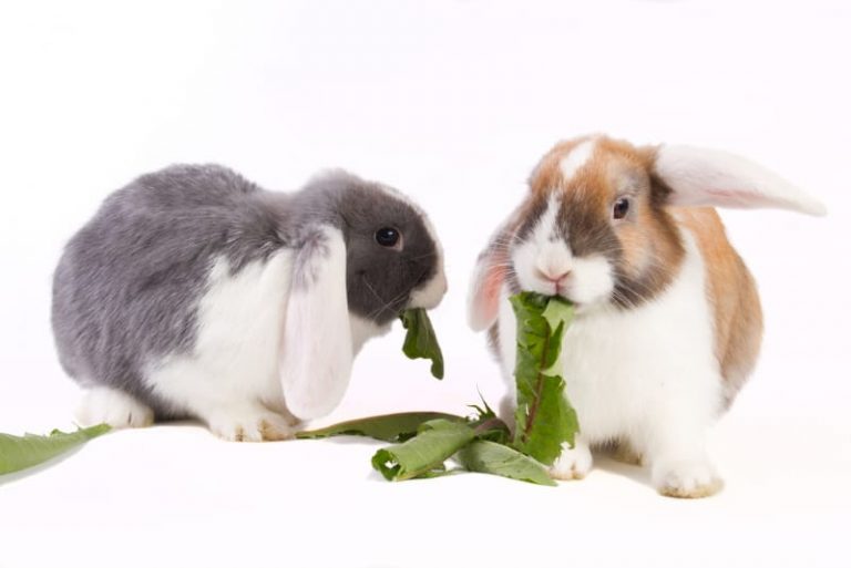 10 Friendliest Rabbit Breeds: The Most Affectionate, Cuddly & Gentle Breeds