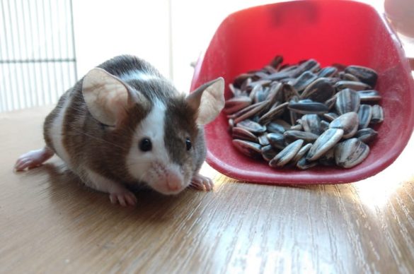 Mice Treats: 9 Yummy Goodies Your Mice Will Love | Animallama