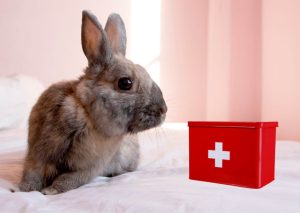Rabbit's First Aid Kit Checklist: 23 Items to Include | Animallama