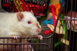 Common Rat Coat Colors: The Genetics of Rat Varieties | Animallama