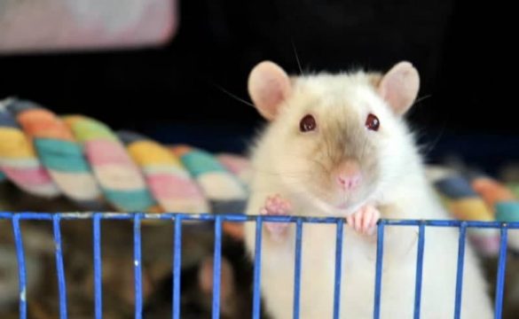 Common Rat Coat Colors: The Genetics of Rat Varieties | Animallama