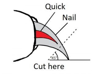 How to Safely Trim Your Rabbit’s Nails | Animallama