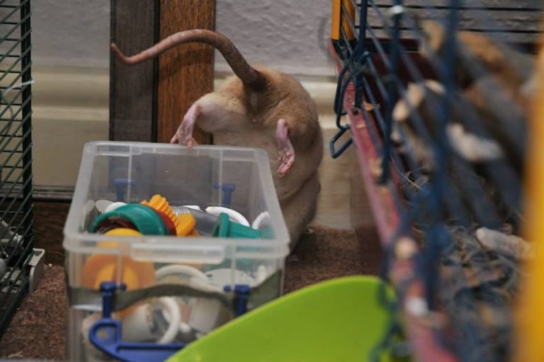 5 Things to Consider When Cleaning Your Rat Cage | Animallama