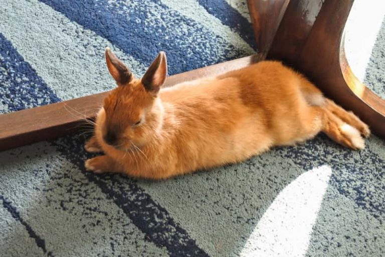 Free Roam Rabbit Setup: How to Let Your Indoor Bunny Safely Roam Free ...