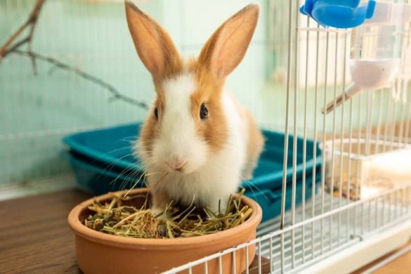 The Essential Guide To Rabbit Gestation: Rabbit Pregnancy Care & Tips ...
