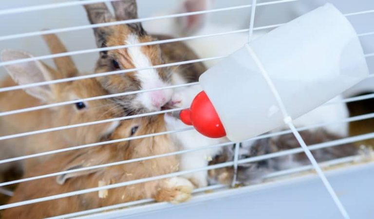 A Water Bottle or Bowl for Your Rabbits? Pros & Cons of Each | Animallama