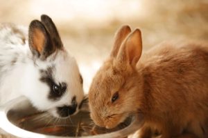 Water Bottle vs Water Bowl for Rabbits: Which is Better?
