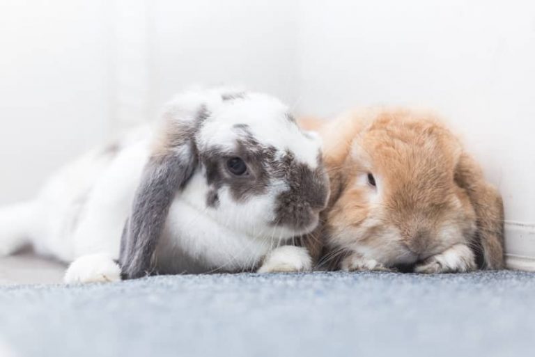 Is Your Bunny Happy? 5 Clear Signs of Happy Rabbits | Animallama