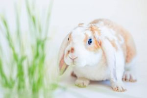 The Best Rabbit Litter Boxes for Bunnies of All Sizes | Animallama