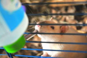 How to Clean a Rat Cage: Daily, Weekly & Monthly Activities to Keep It ...