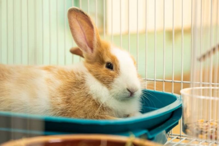 Is Your Bunny Happy? 5 Clear Signs of Happy Rabbits | Animallama