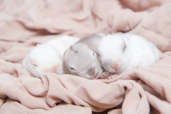 The Essential Guide To Rabbit Gestation: Rabbit Pregnancy Care & Tips ...