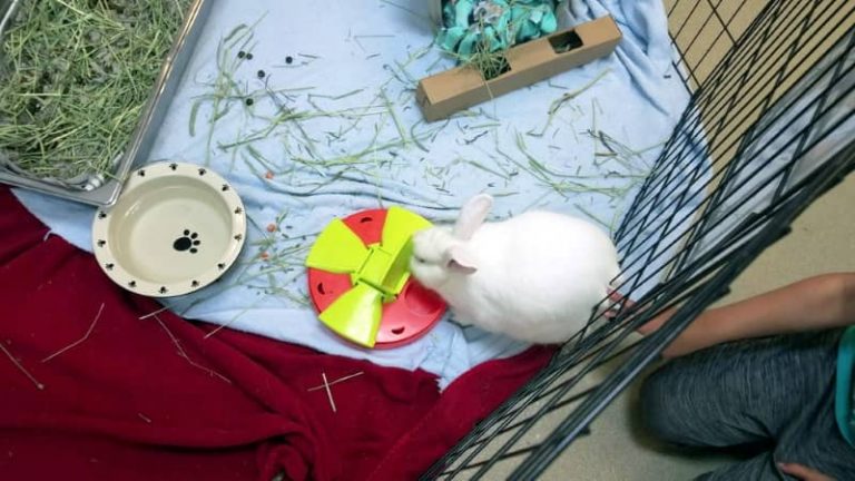 Free Roam Rabbit Setup: How to Let Your Indoor Bunny Safely Roam Free ...