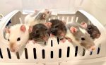 How Many Rats Should You Get? Consider This Before Adopting