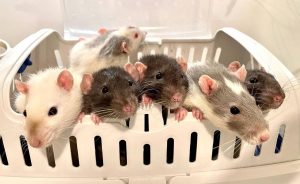 How Many Rats Should You Get? Consider This Before Adopting