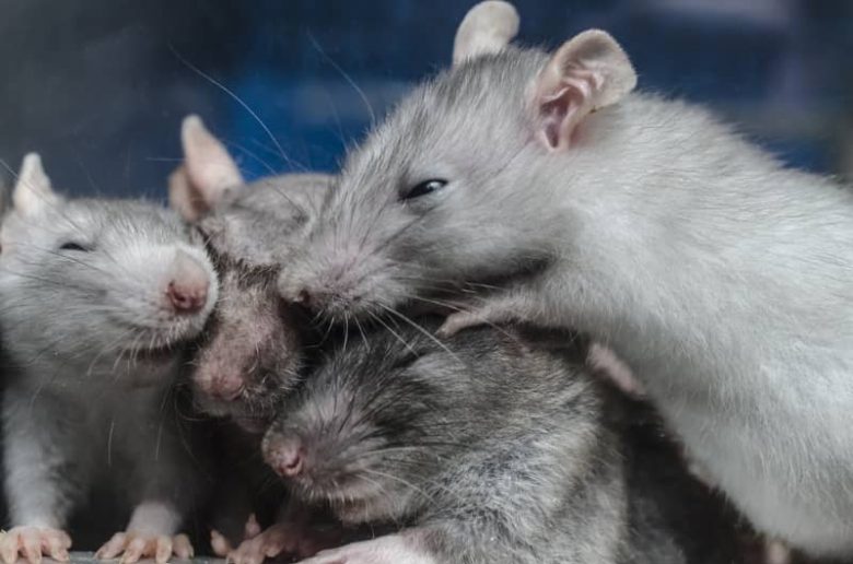 How Many Rats Should You Get? Consider This Before Adopting