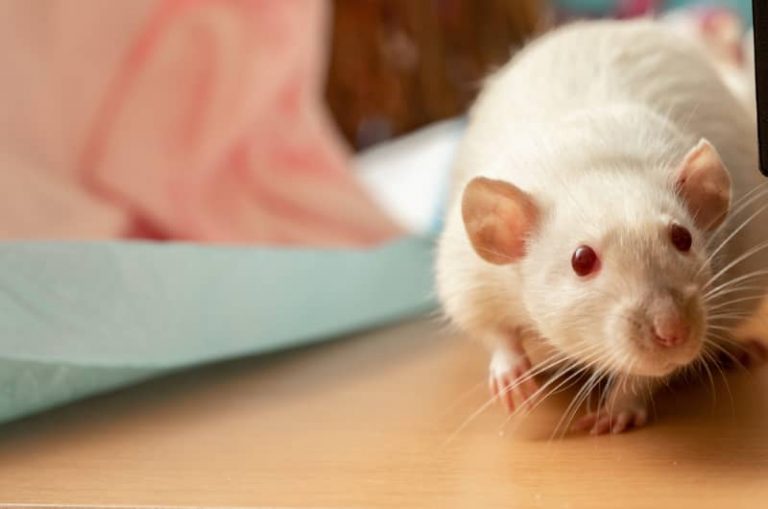 Making Rats' Free Roam Time Fun & Safe: Free Roaming Ideas | Animallama