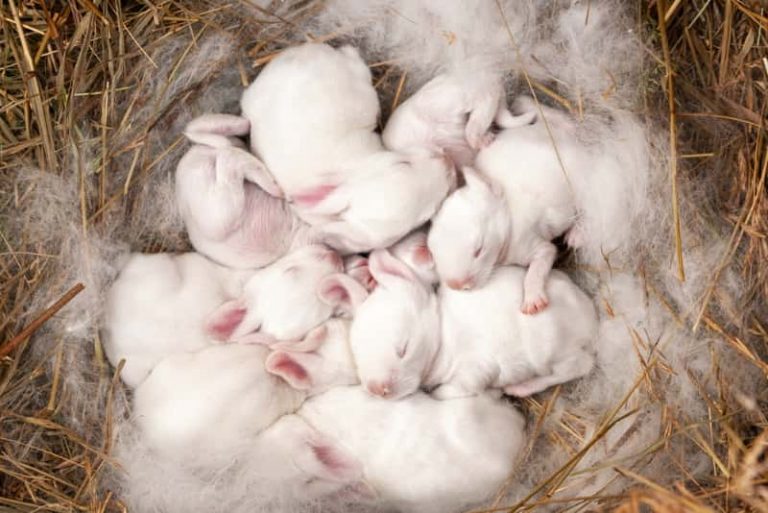 The Essential Guide To Rabbit Gestation: Rabbit Pregnancy Care & Tips ...