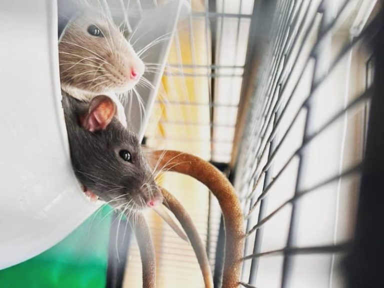 Best Rat Cages: Minimum Cage Size, Bar Spacing & Other Requirements ...