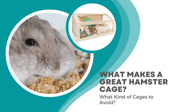 Hamsters as Pets: Pros and Cons to Consider Before Adopting | Animallama