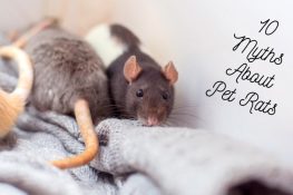 Are You Ready to Get a Dog? 7 Cons of Having a Dog | Animallama