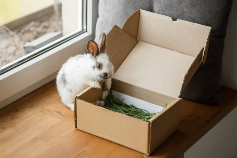 8 Signs of Stress in Rabbits & How to Help Calm Them Down | Animallama