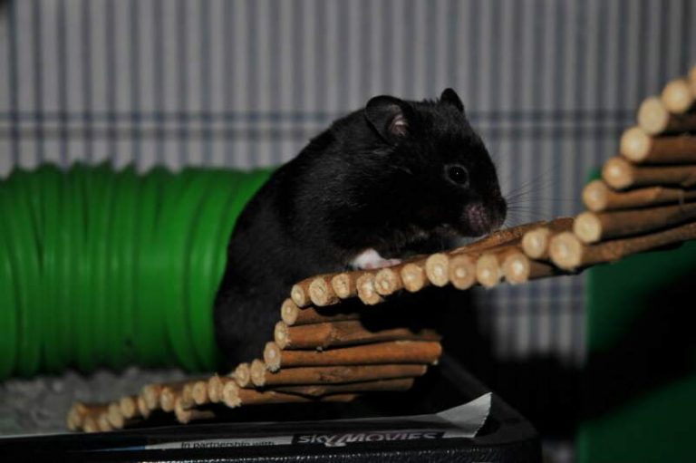 Keeping Hamsters as Pets: 10 Things to Know Before Adopting | Animallama