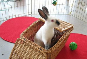 10 Friendliest Rabbit Breeds: The Most Affectionate, Cuddly & Gentle Breeds