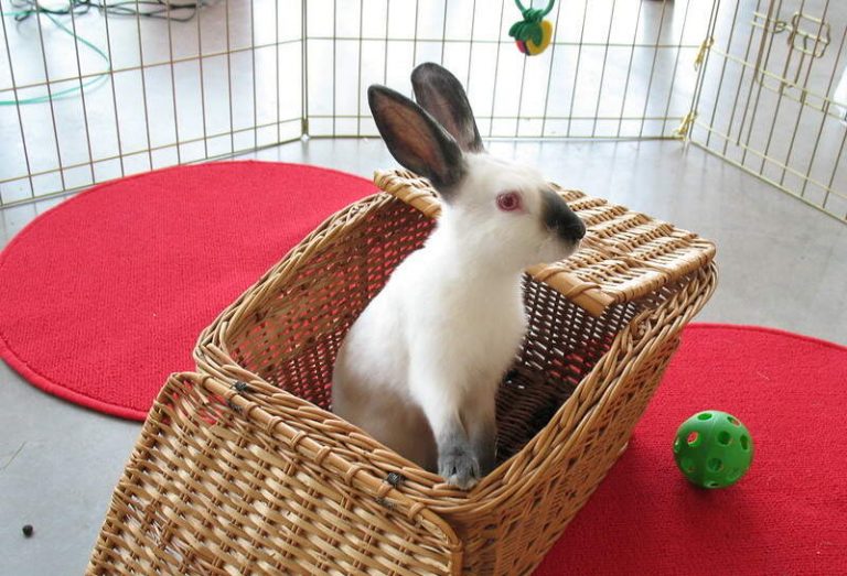 10 Friendliest Rabbit Breeds: The Most Affectionate, Cuddly & Gentle Breeds