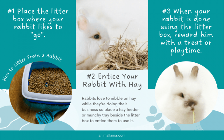 How to Litter Train Your Rabbit in 3 Easy Steps | Animallama