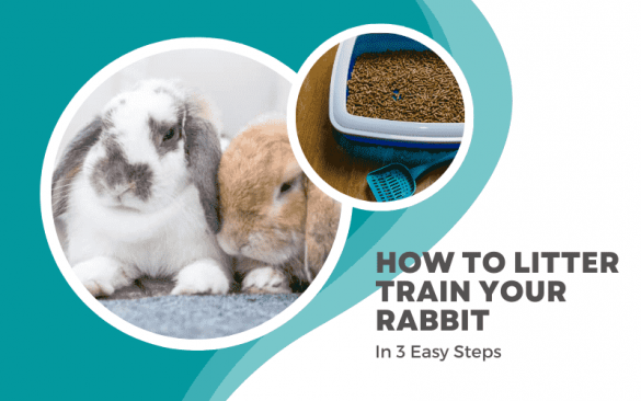 How to Litter Train Your Rabbit in 3 Easy Steps | Animallama