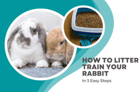 How To Make Your Rabbits Happy: 12 Ways To Keep Them 100% Pleased ...