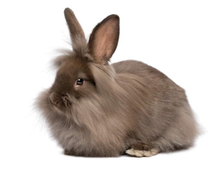 10 Friendliest Rabbit Breeds: The Most Affectionate, Cuddly & Gentle Breeds