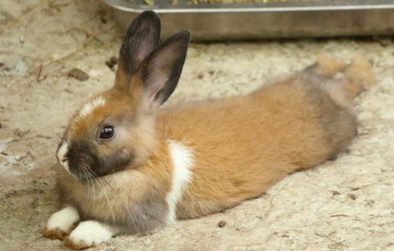 10 Friendliest Rabbit Breeds: The Most Affectionate, Cuddly & Gentle Breeds