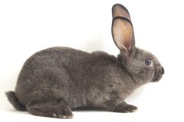 10 Friendliest Rabbit Breeds: The Most Affectionate, Cuddly & Gentle Breeds