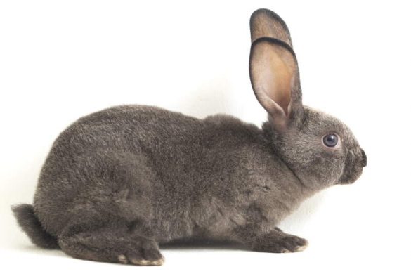 10 Friendliest Rabbit Breeds: The Most Affectionate, Cuddly & Gentle Breeds
