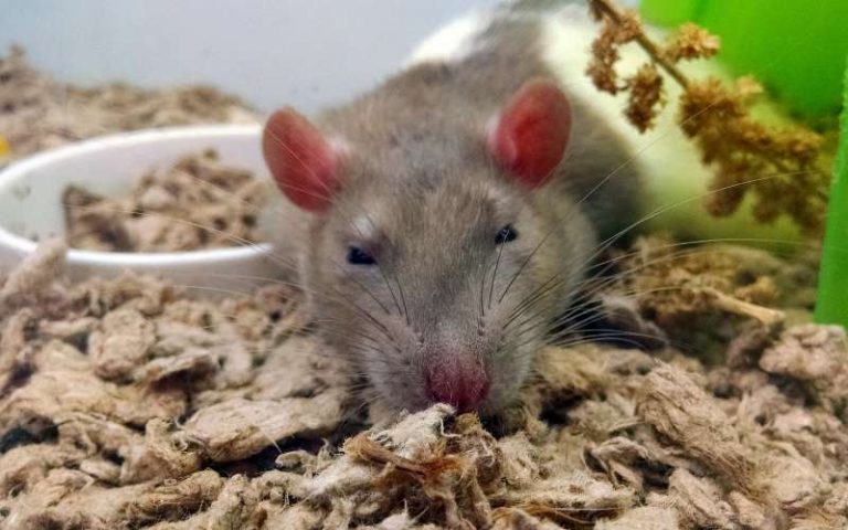 How to Entertain Pet Rats: 7 Tips to Enrich Your Rats' Lives | Animallama