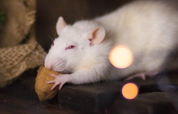 Best Rat Treats: 8 Healthy & Irresistible Goodies to Delight Your Rats ...