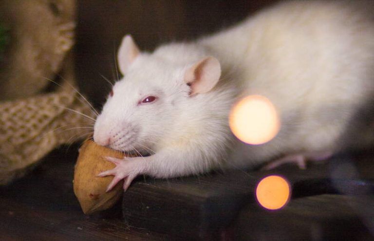 Best Rat Treats: 8 Healthy & Irresistible Goodies to Delight Your Rats ...