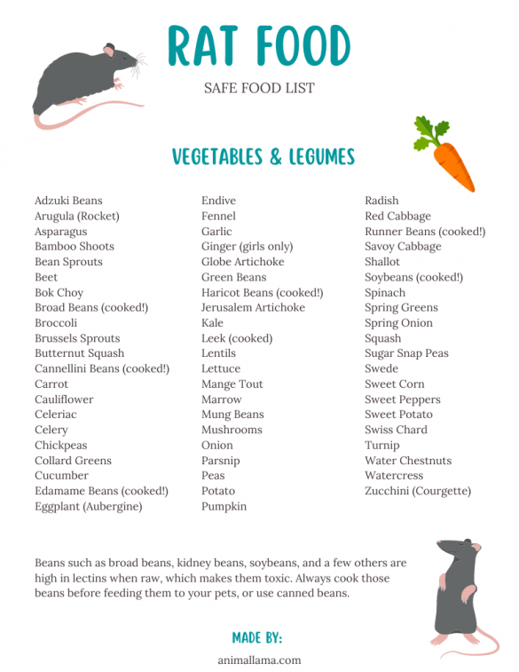 Safe Rat Food List: Veggies, Fruits, Nuts, Seeds, Herbs, Protein & More