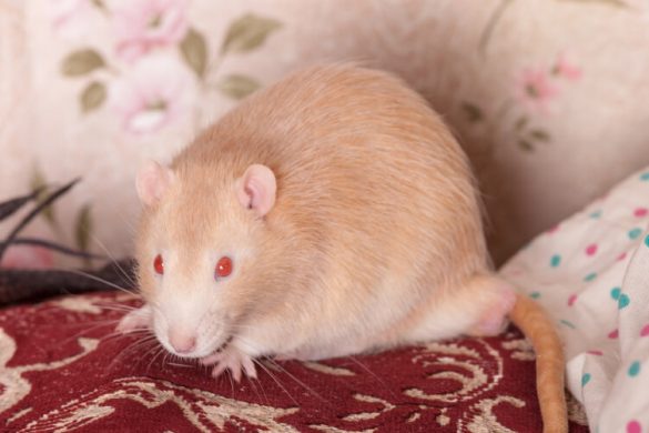 Best Rat Cages: Minimum Cage Size, Bar Spacing & Other Requirements ...