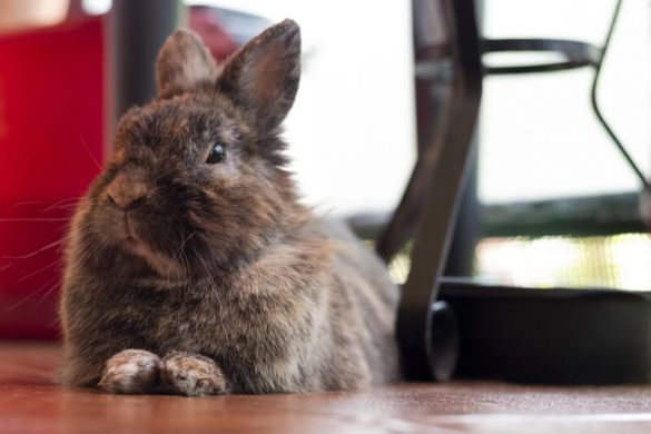 The Best Cage for Rabbits? You Won't Find It in a Pet Store!