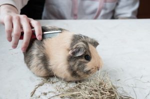 Guinea Pig Supplies List: 25 Essential & Optional Supplies for Your New ...