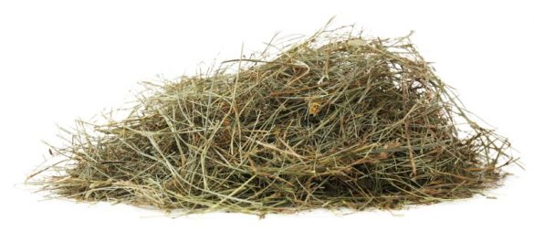 Rabbit Feeding Guide: What & How Much to Feed Your Bunnies