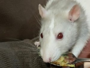 Why Do Rats Have Red Eyes? | Animallama