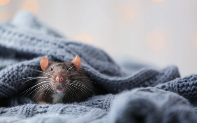 How Long Do Pet Rats Live? Pet Rat Lifespan & How to Help Extend a Rat ...