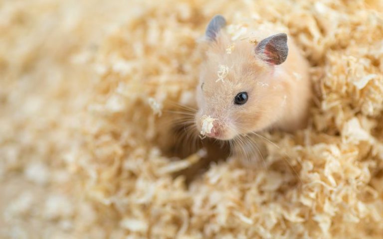 Hamsters as Pets: Pros and Cons to Consider Before Adopting | Animallama