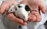 Mice as Pets: Pros and Cons to Consider Before Adopting | Animallama