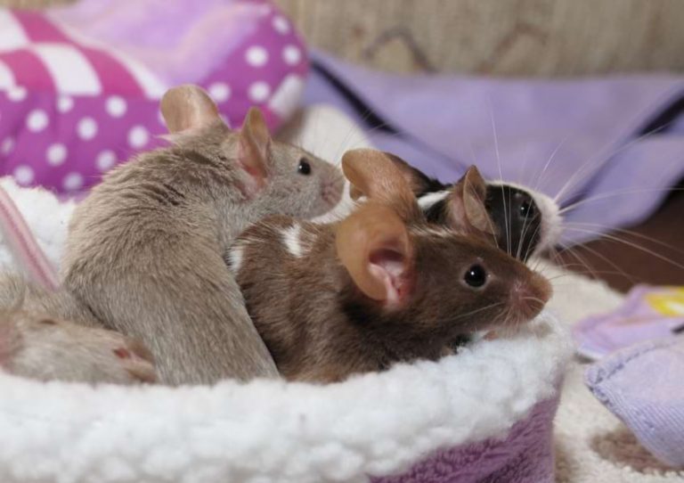 Mice as Pets: Pros and Cons to Consider Before Adopting | Animallama