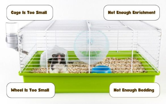 Hamster Cage Setup: Make an Enriching Home for Your Pet
